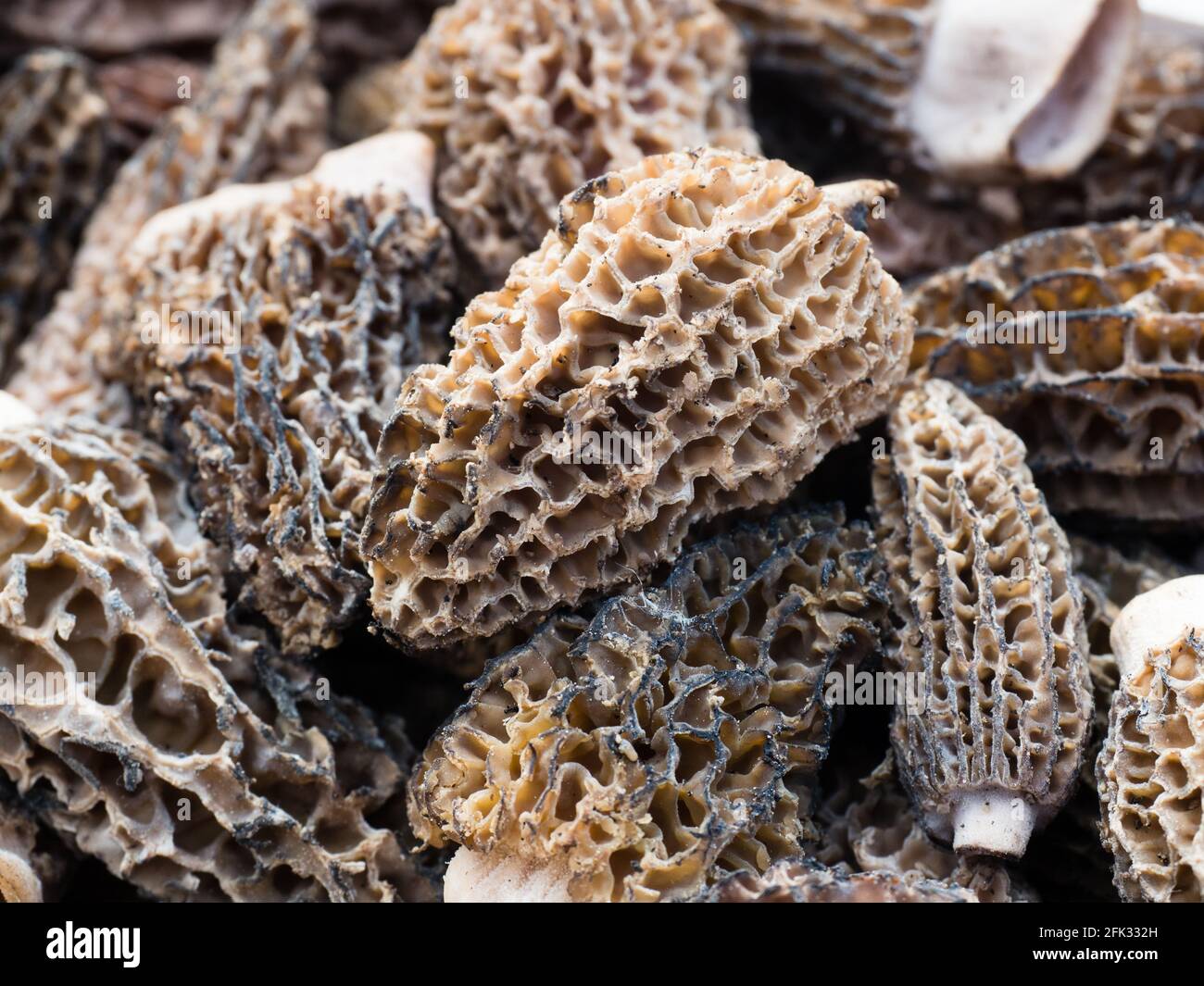 Morel forage hi-res stock photography and images - Alamy