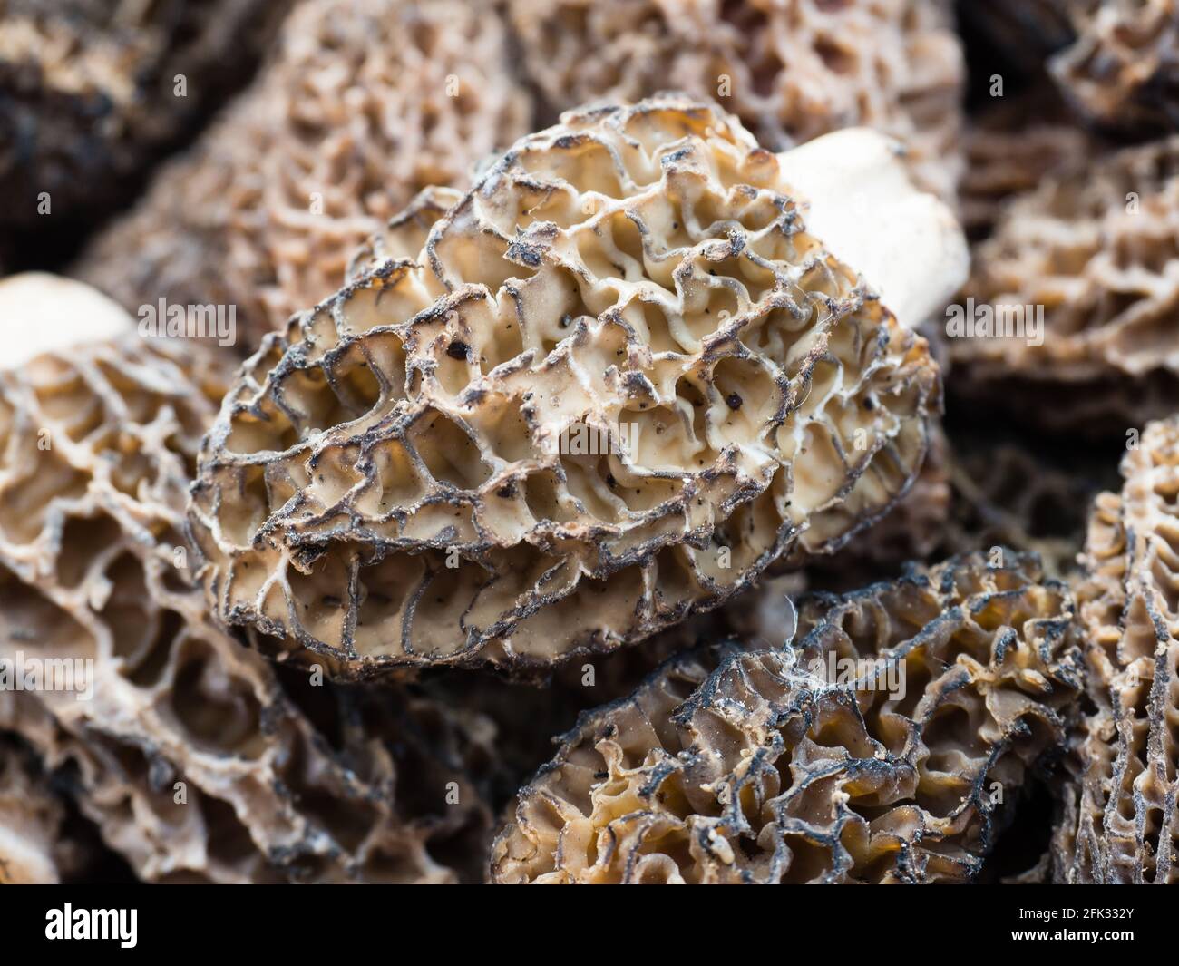 Morel forage hi-res stock photography and images - Alamy