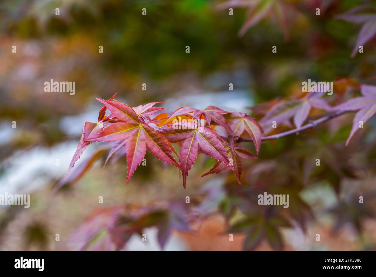 Dark autumn forest japanese maple hi-res stock photography and images ...