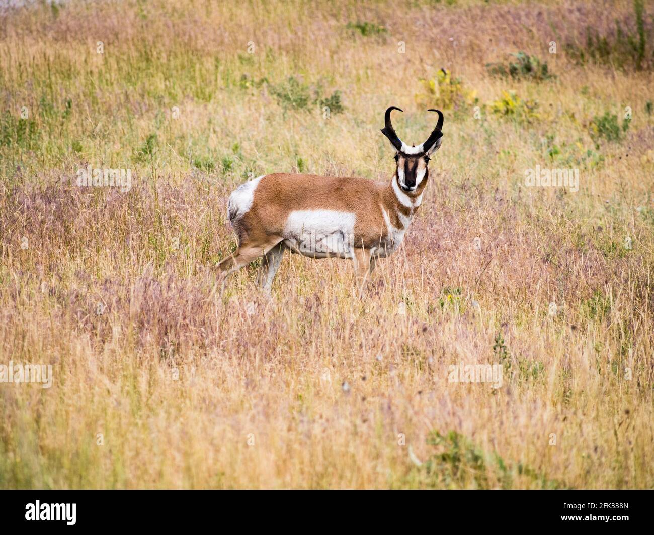 American pronghorn antelope on a meadow in National Bison Range, a ...