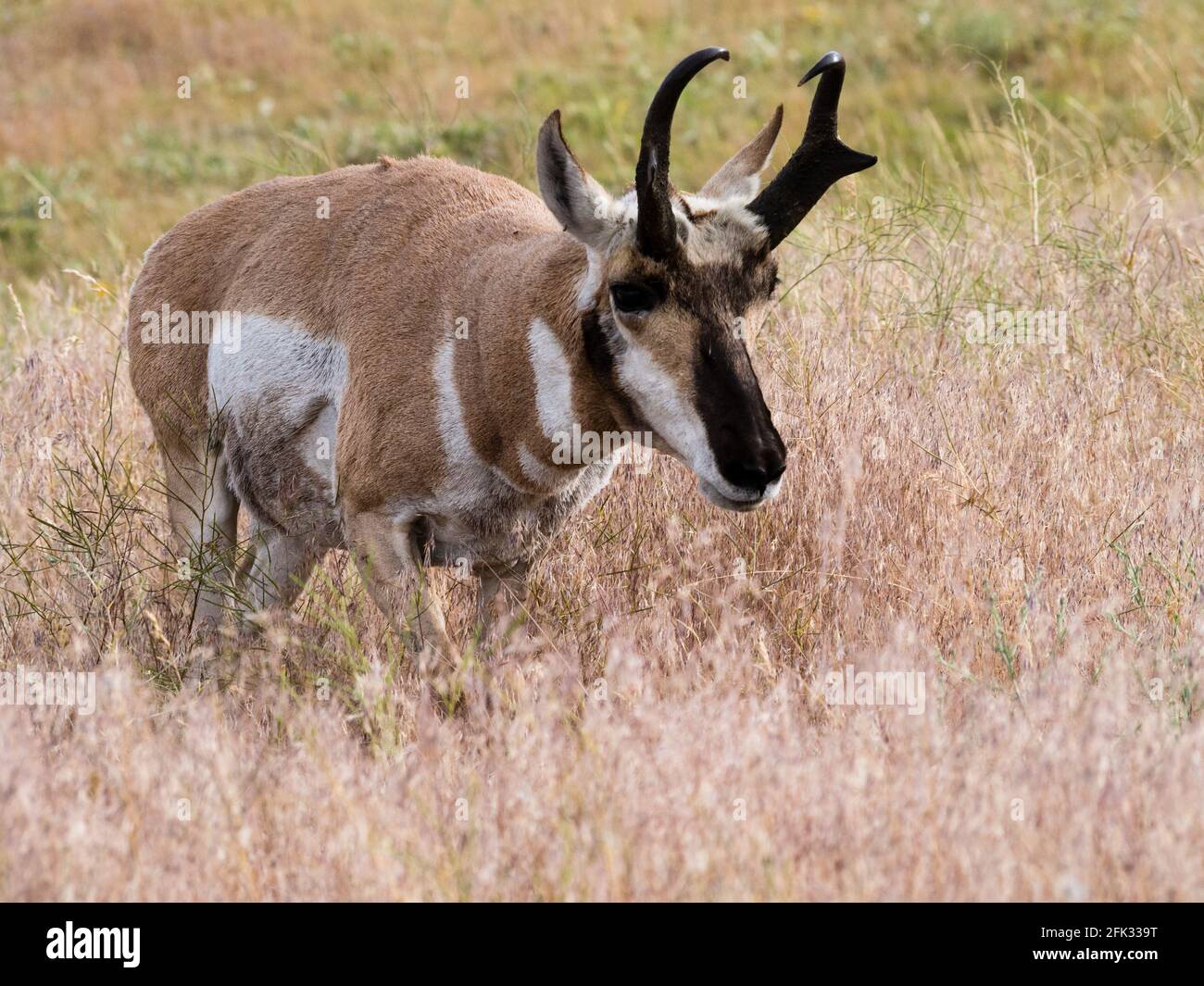 American pronghorn antelope on a meadow in National Bison Range, a ...