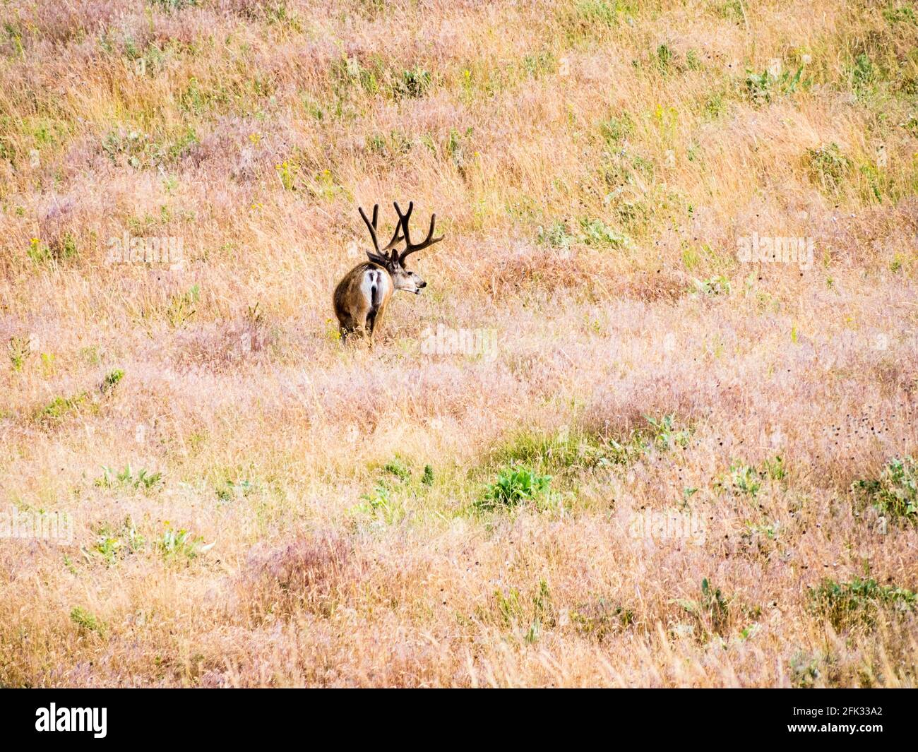 Mule deer on the meadow at National Bison Range, a wildlife refuge in ...