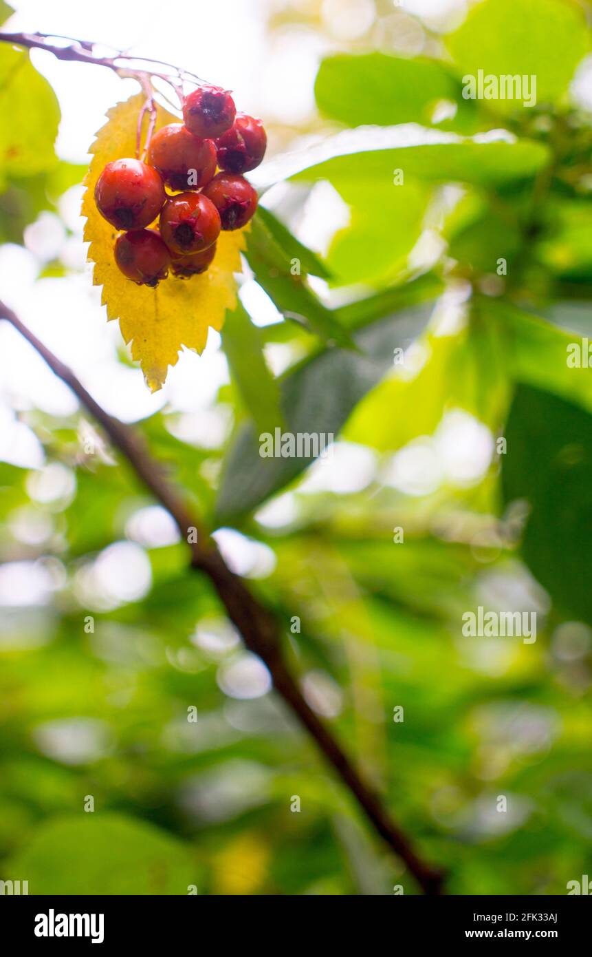 Red hawthorn berries on the branches of a tree Stock Photo - Alamy