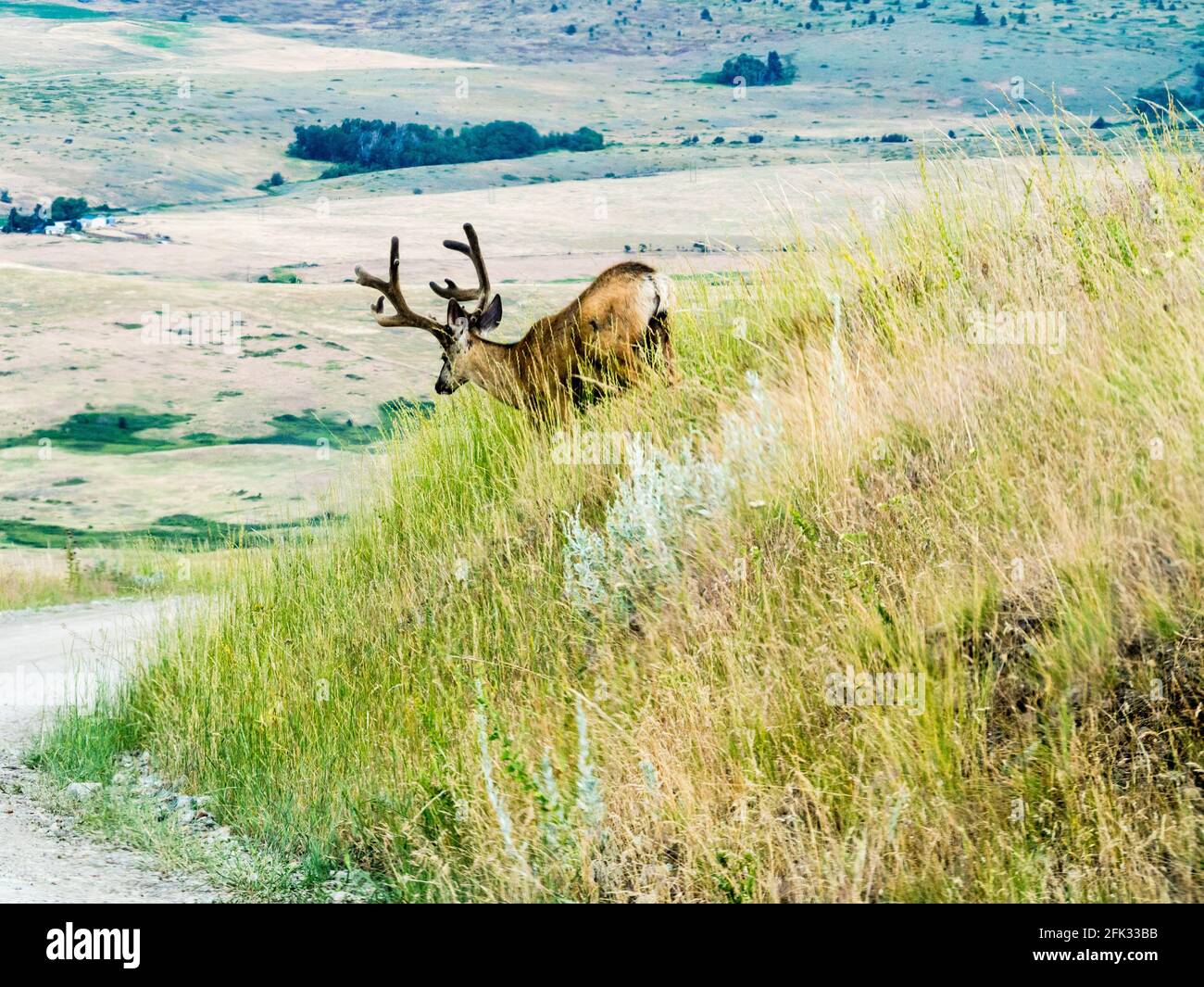 Mule deer at National Bison Range, a wildlife refuge in Montana, USA ...