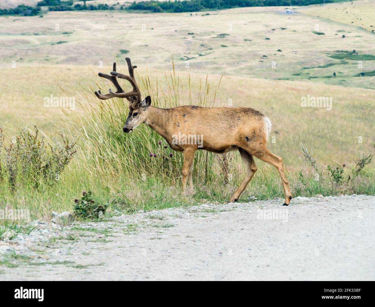 Mule deer crossing the road at National Bison Range, a wildlife refuge ...