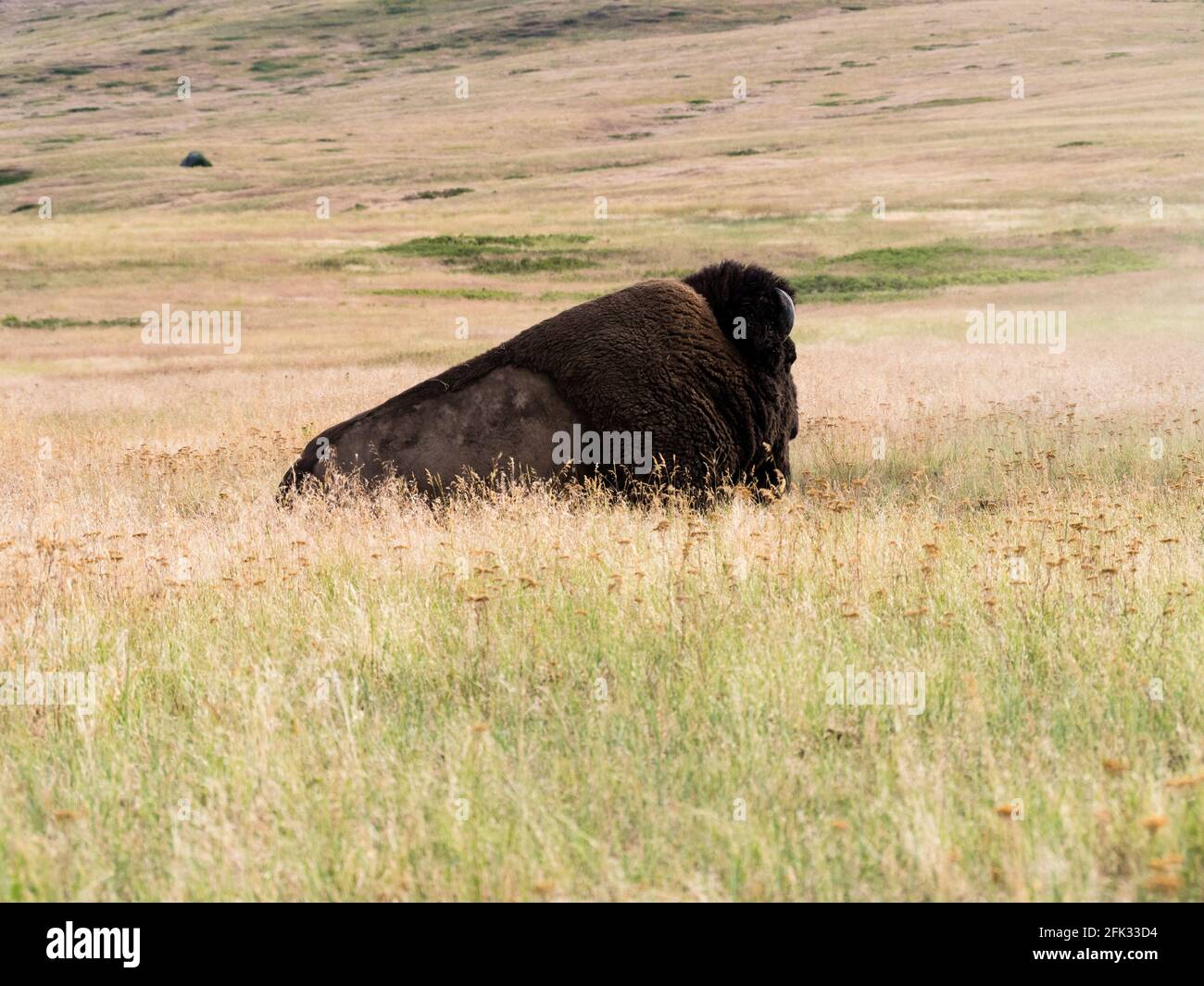 Bison sitting on grass hi-res stock photography and images - Alamy