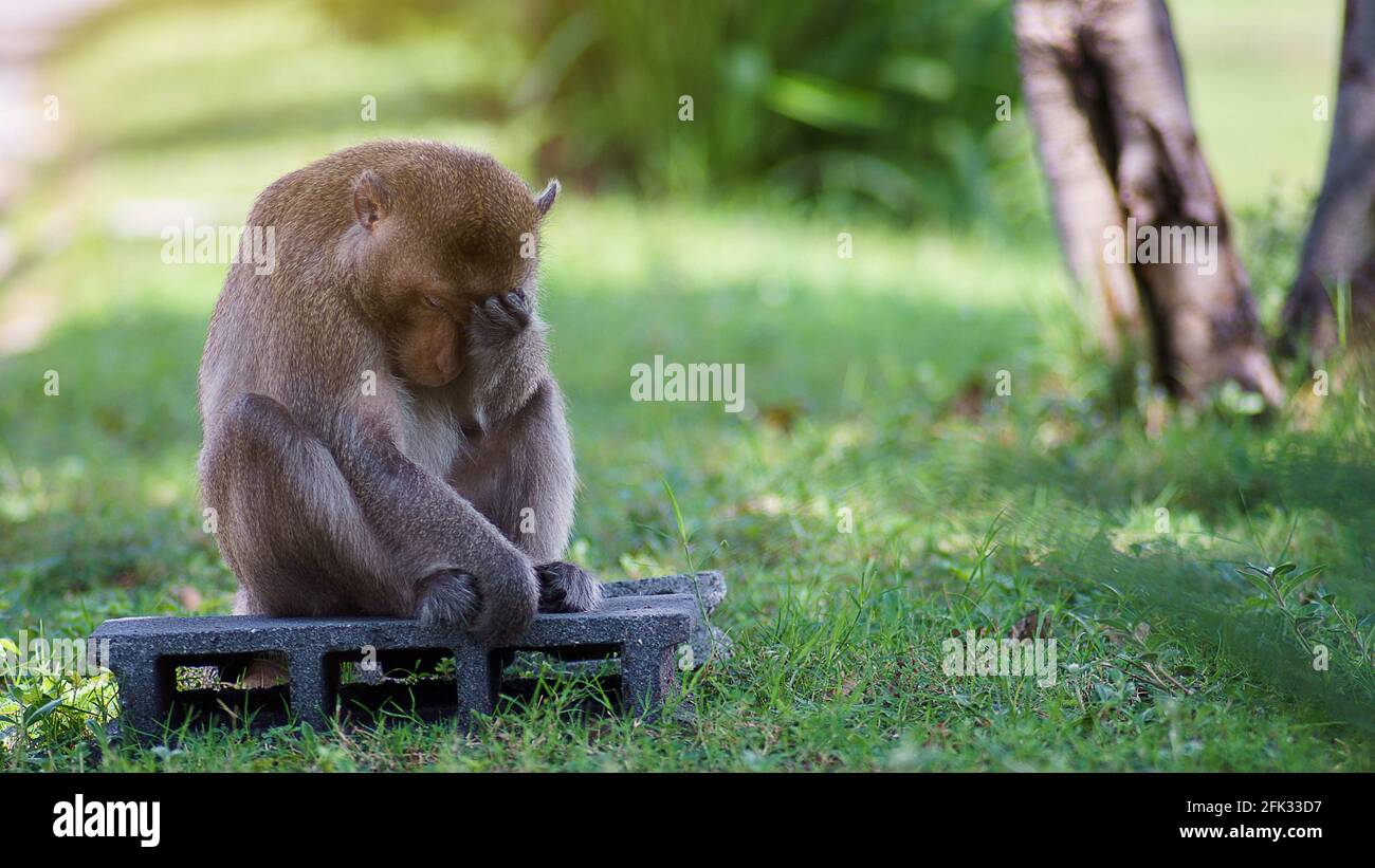 Old monkey sitting on the brick with thinking at something, sad or ...
