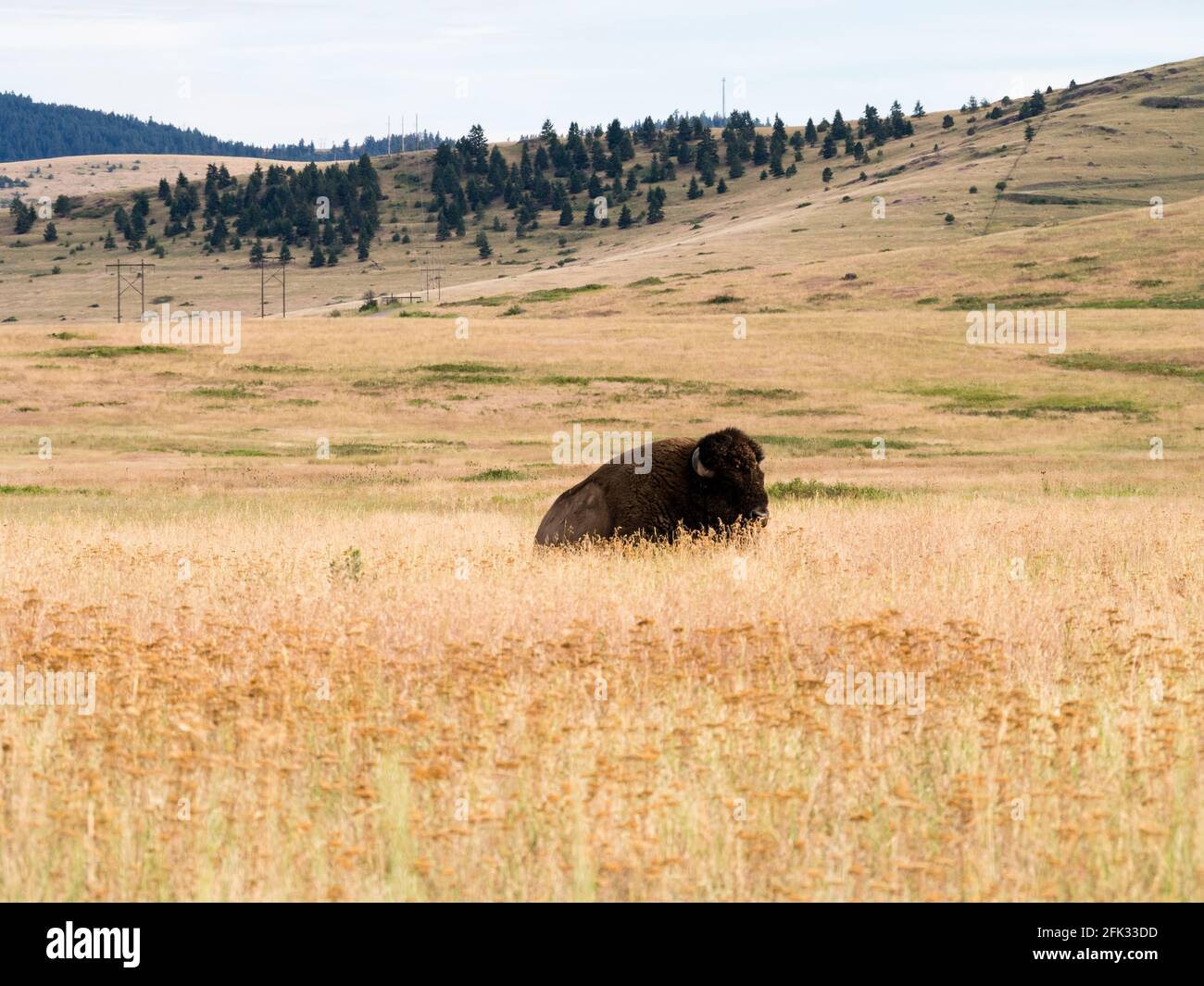 American bison on a meadow in National Bison Range, a wildlife refuge ...