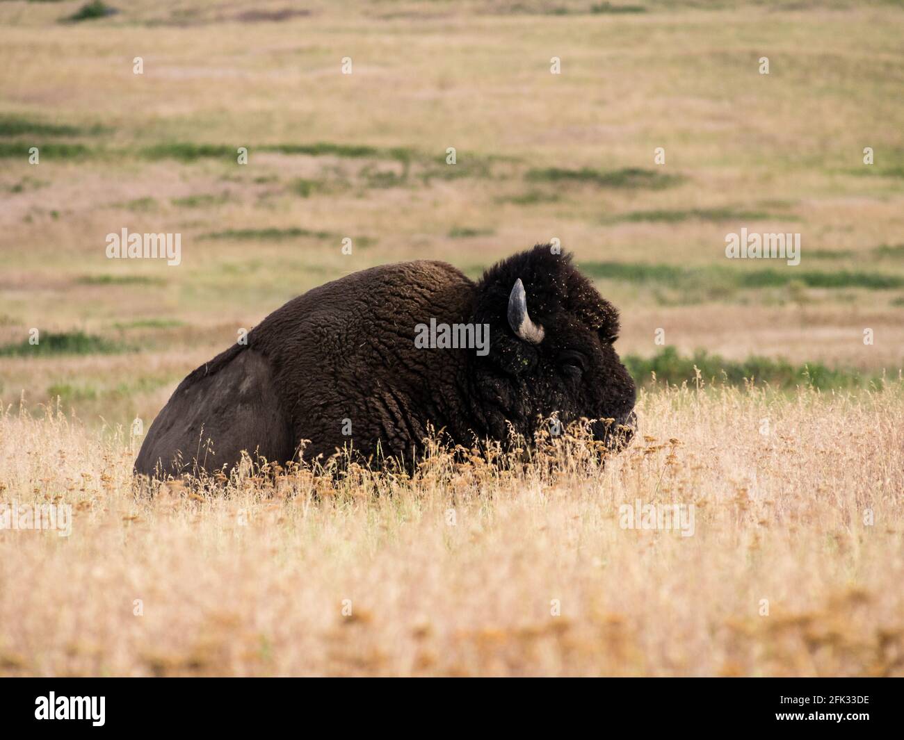 American bison on a meadow in National Bison Range, a wildlife refuge ...
