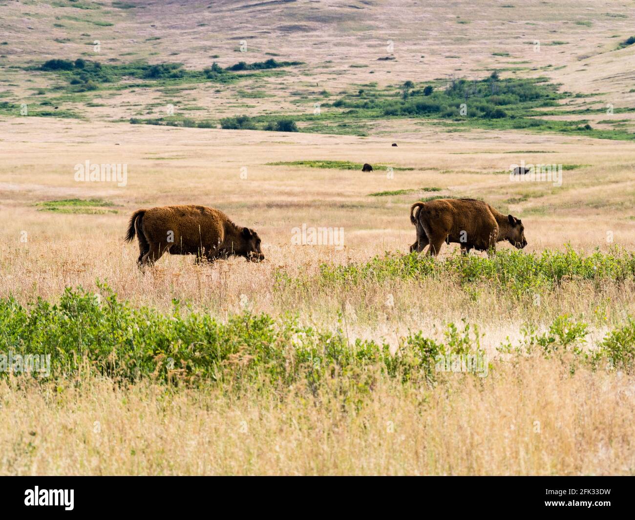 Two young American bisons walking on a meadow in National Bison Range ...