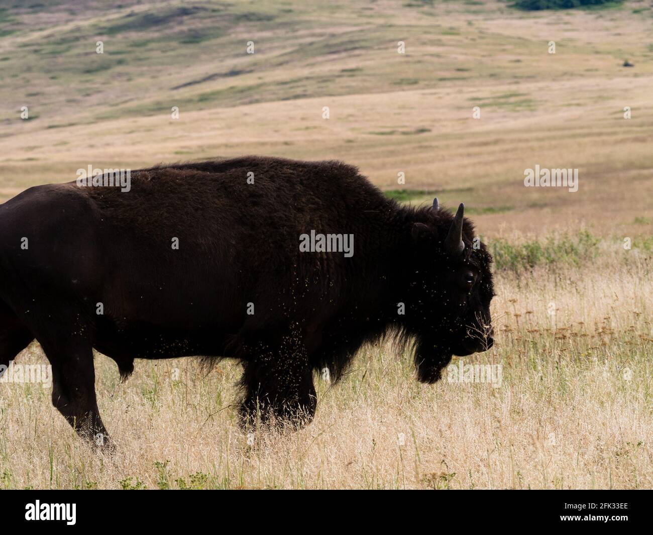 American bison on a meadow in National Bison Range, a wildlife refuge ...