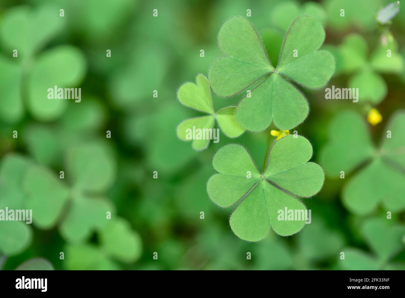 Real Irish Four Leaf Clover