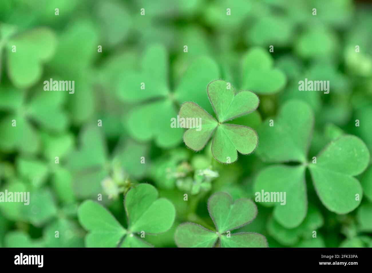 Lucky Irish Four Leaf Clover in the Field for St. Patricks Day or Heart ...