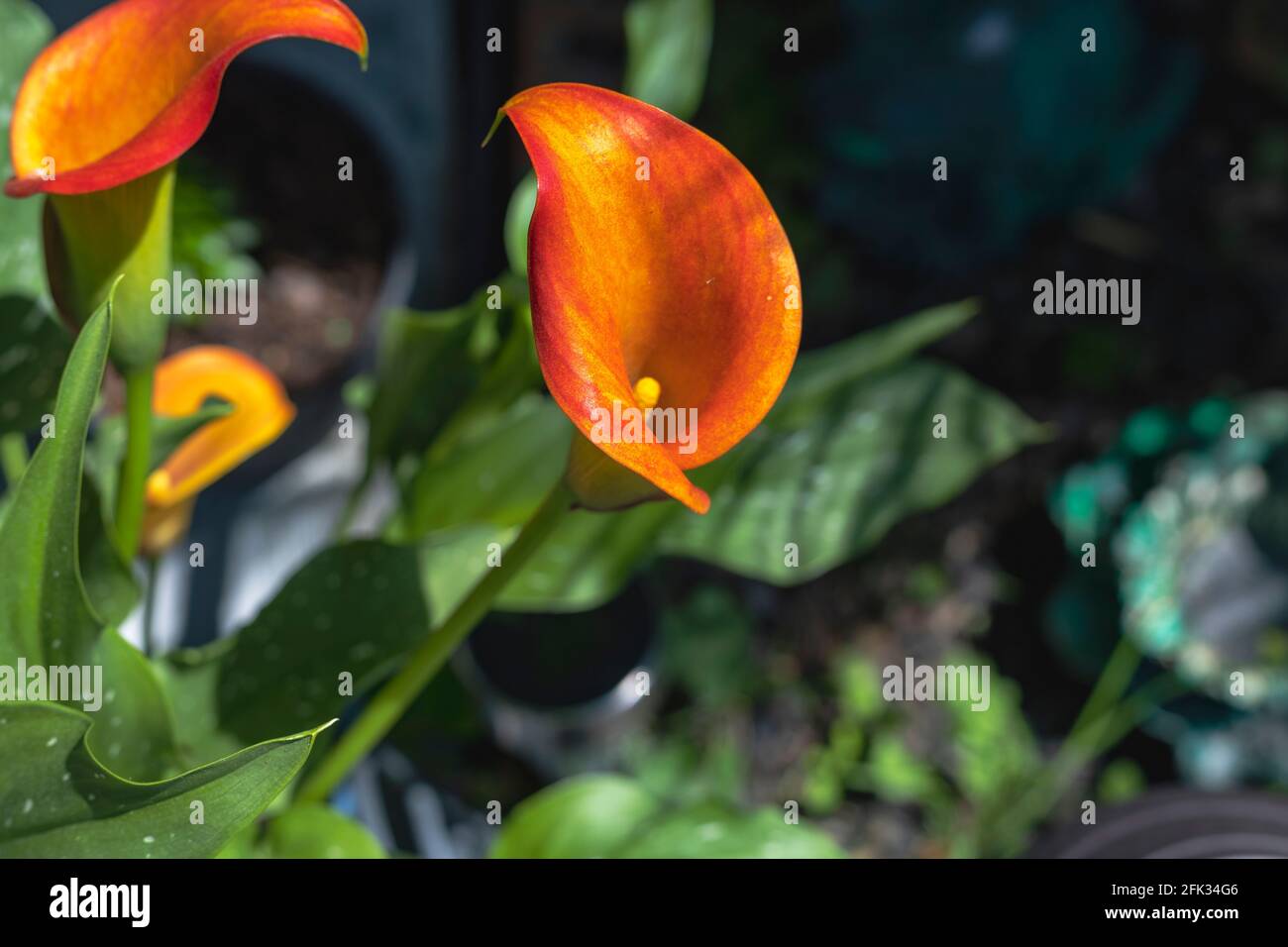 Zantedeschia is a genus of eight herbaceous, perennial, flowering ...