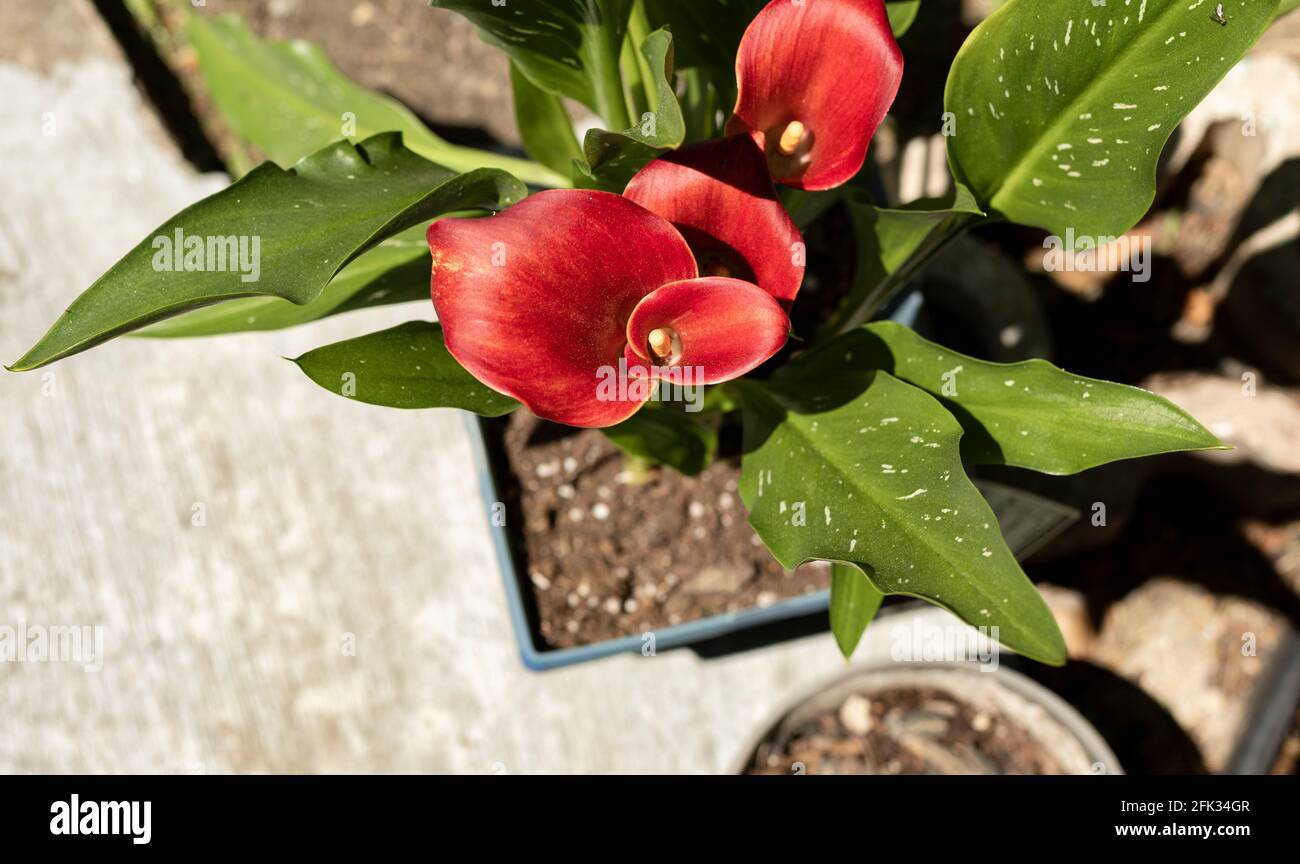 Zantedeschia is a genus of eight herbaceous, perennial, flowering ...