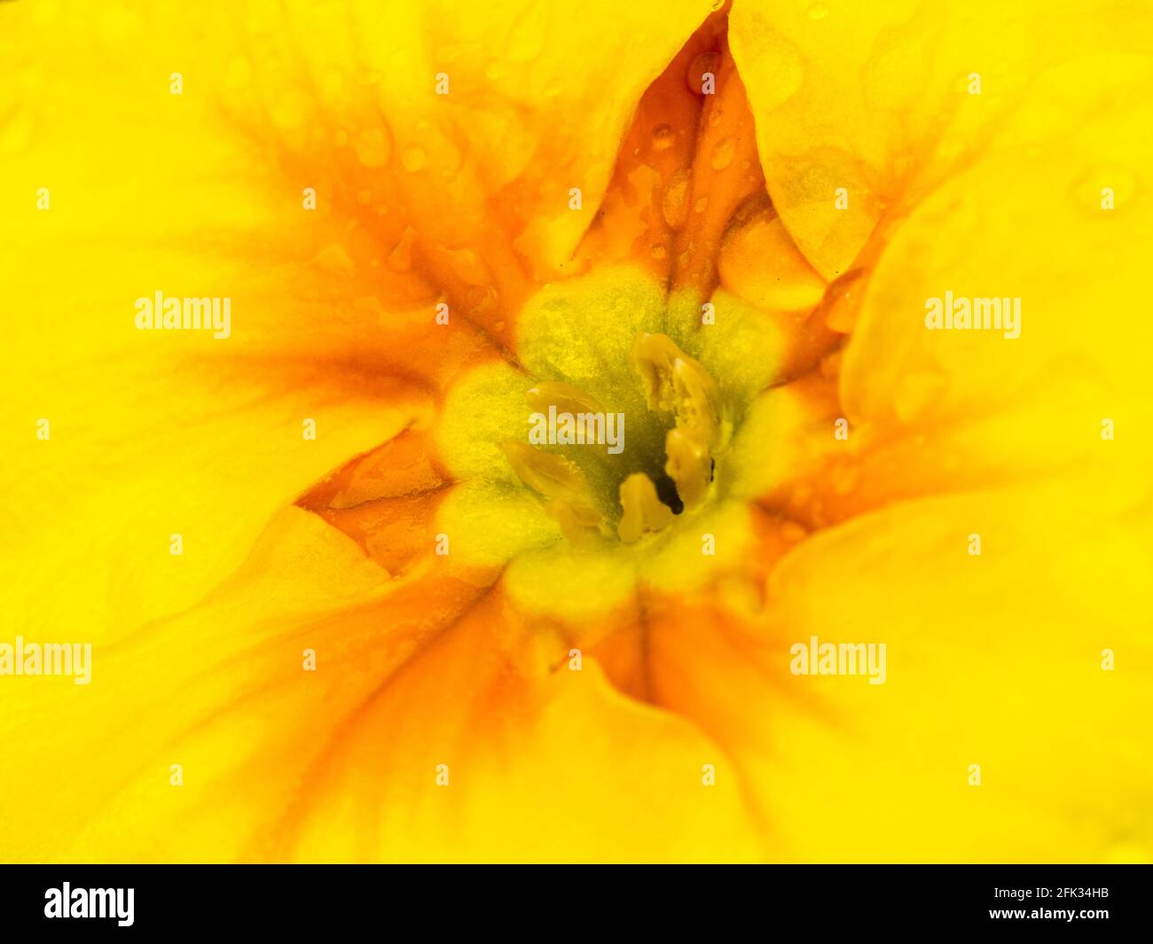 Spring container primrose hi-res stock photography and images - Alamy