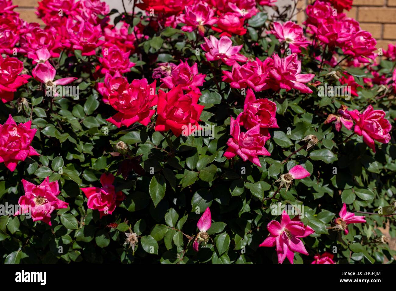 Floribunda bush roses hi-res stock photography and images - Alamy