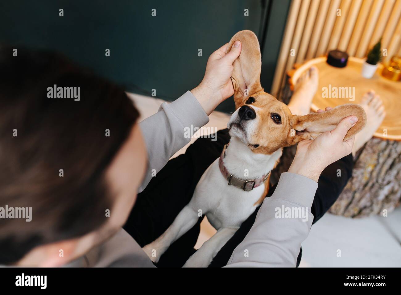 Man playing with his dog's soft ears. Making them look funny. From over ...
