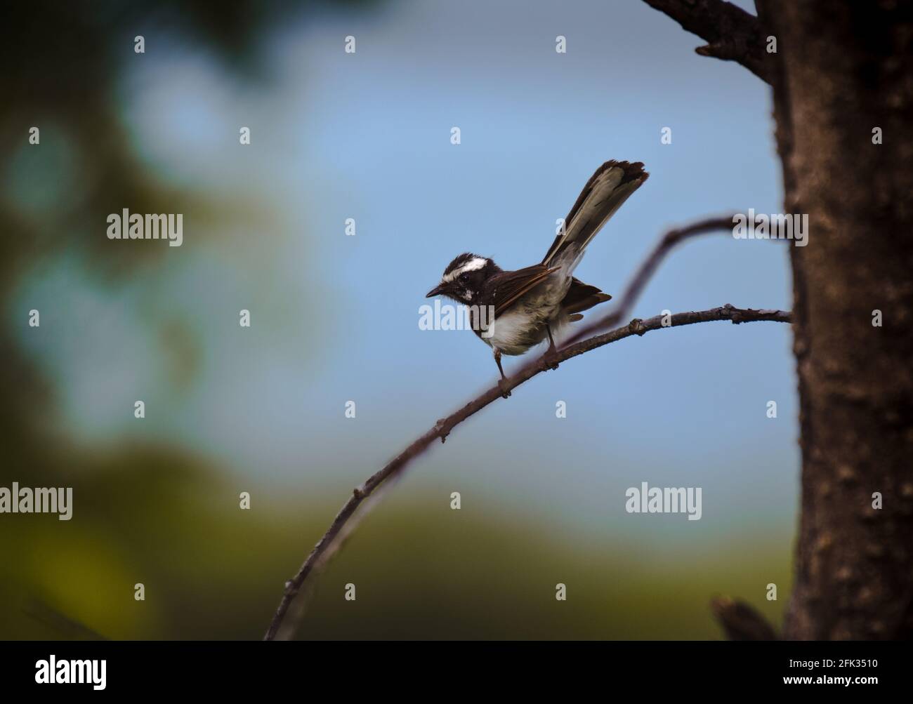 A White-browed Fantail Stock Photo - Alamy