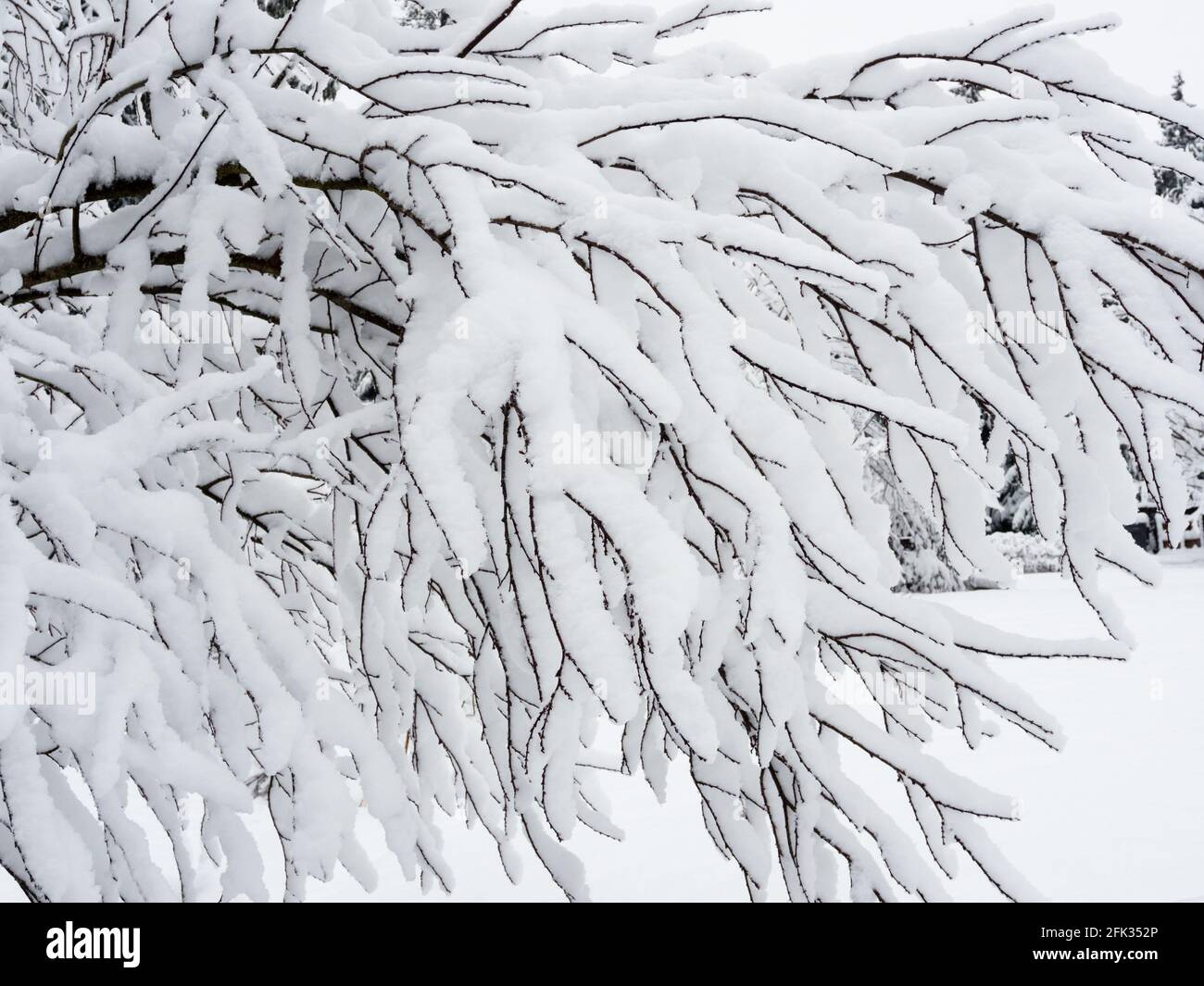 Heavy wet hi-res stock photography and images - Alamy