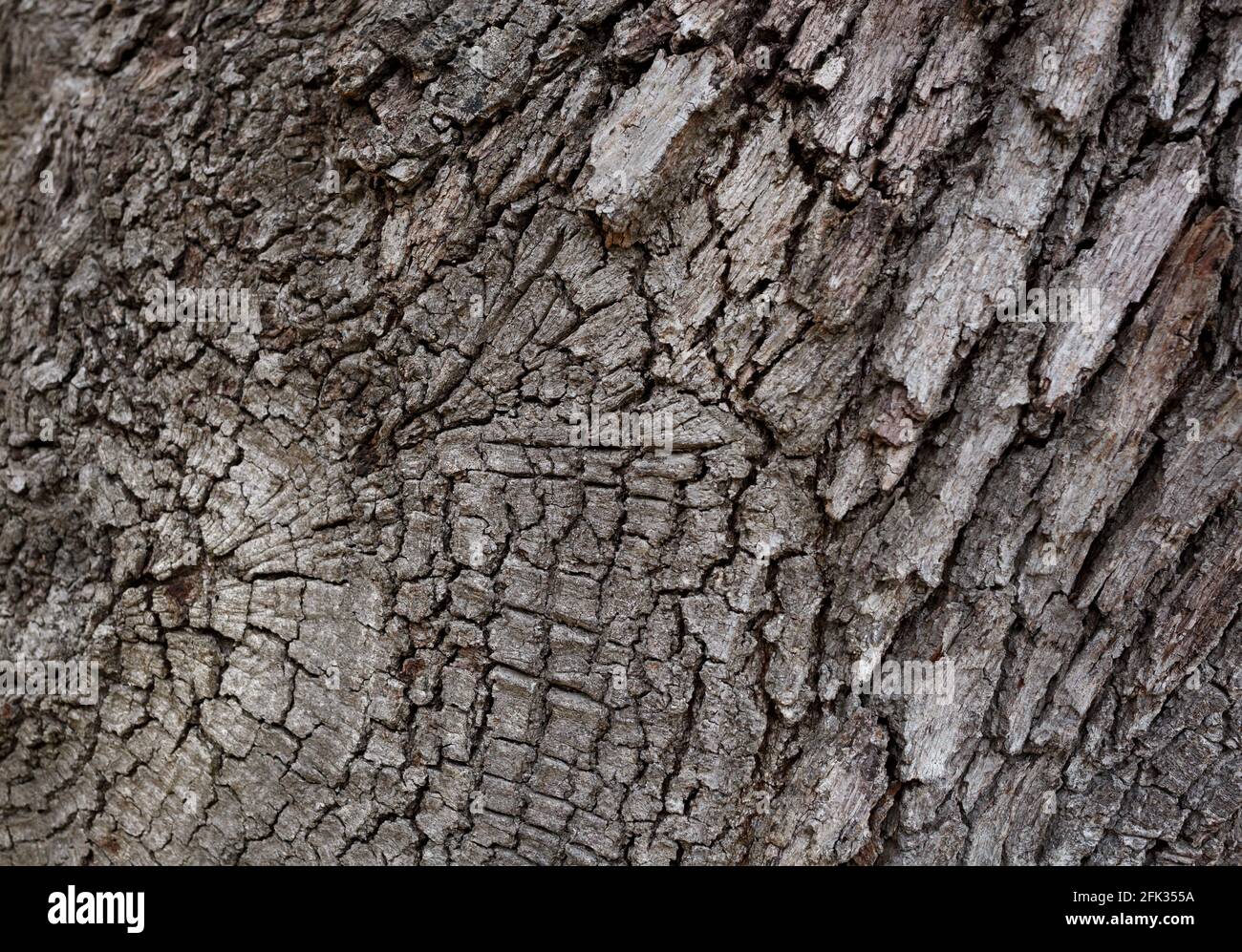 tree bark texture. great background for design Stock Photo - Alamy
