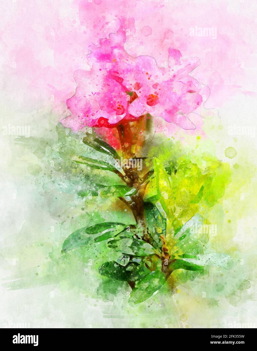 Alpenrose drawing hi-res stock photography and images - Alamy