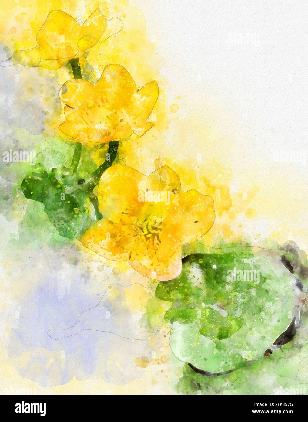 Marsh Marigold Drawing