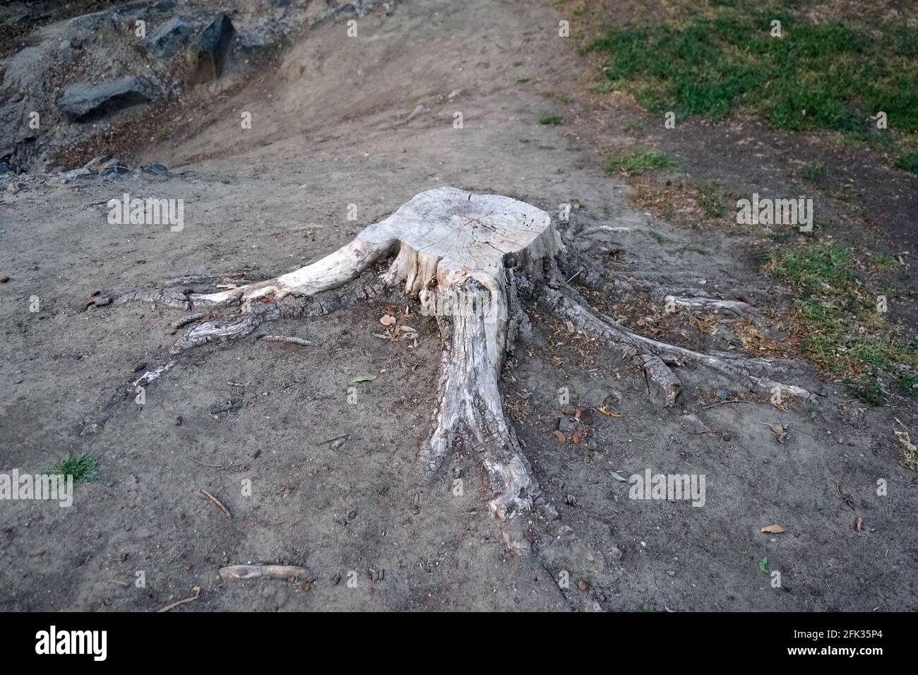 Tree Stump near a drainage ditch Stock Photo - Alamy