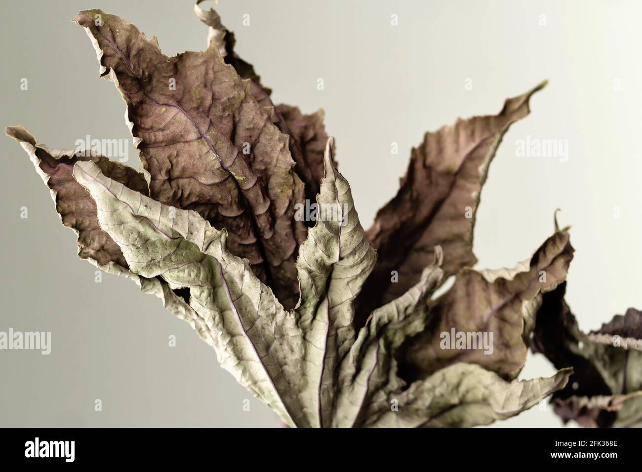 Dried leaves. Closeup. Background. Texture. Educational still life for ...