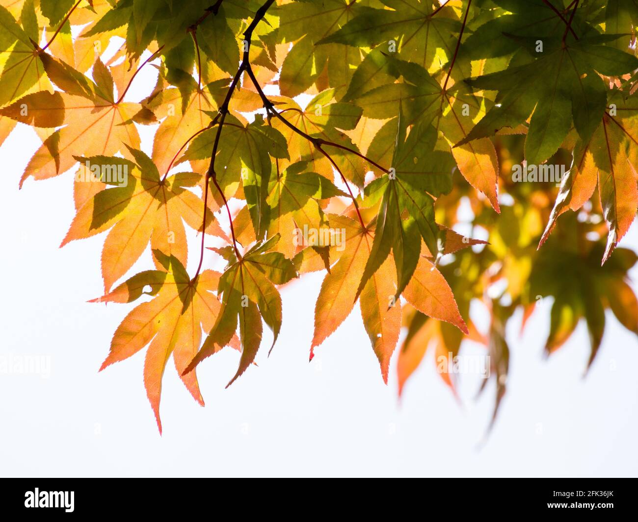 Japanese maple leaves starting to change color Stock Photo - Alamy