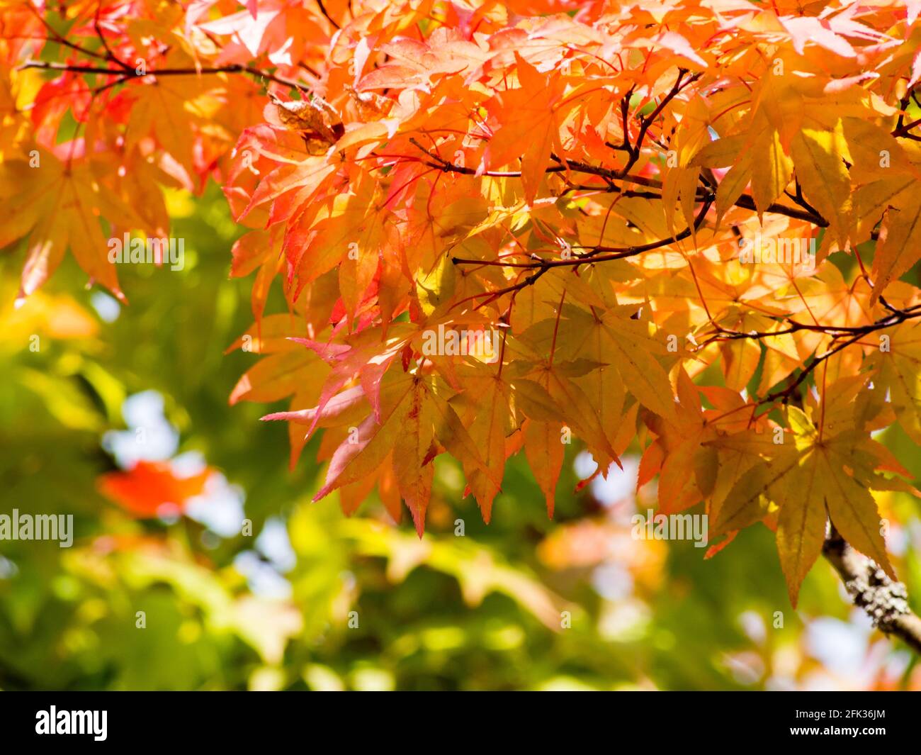Maple leaves starting to change color hi-res stock photography and ...