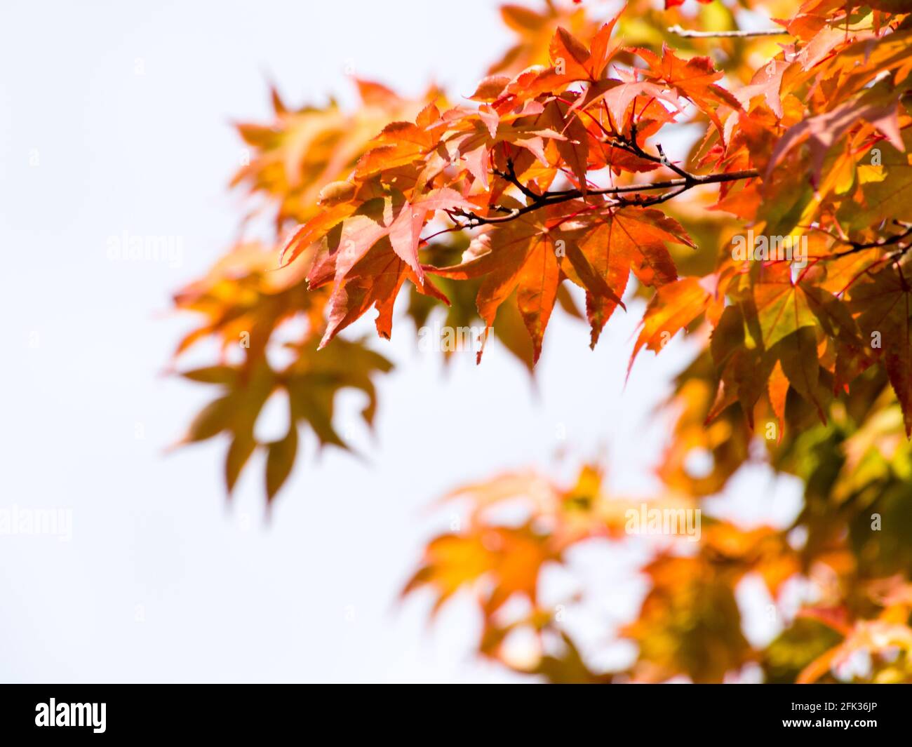 Japanese maple leaves starting to change color Stock Photo - Alamy