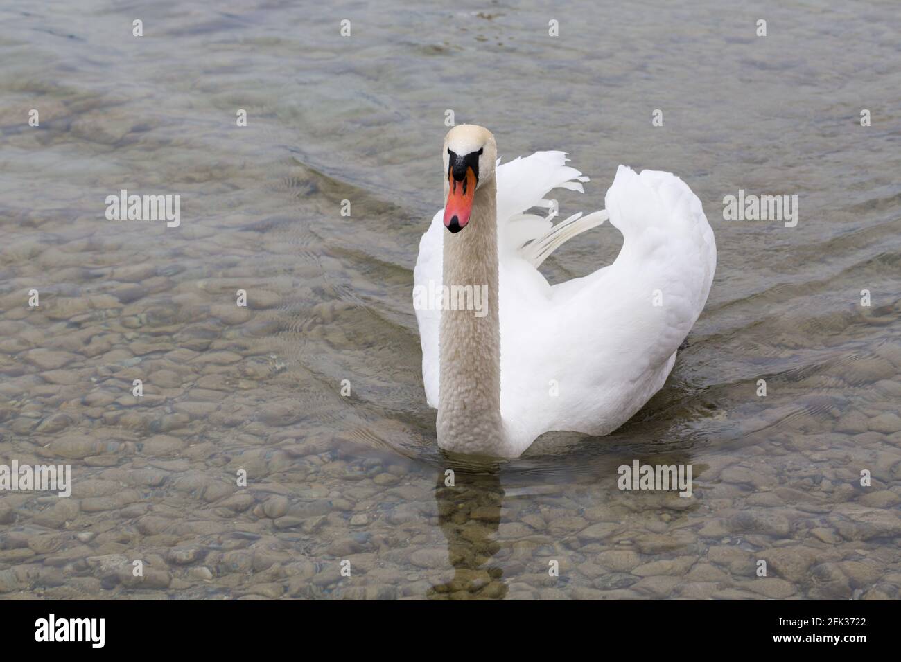 Swan swimming in shallow water Stock Photo - Alamy