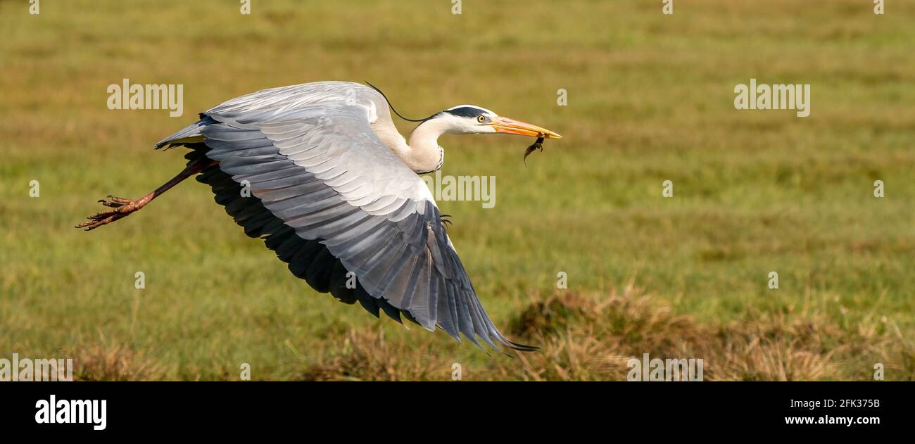 Beautiful gray heron fishes a large insect from a ditch and flies away ...