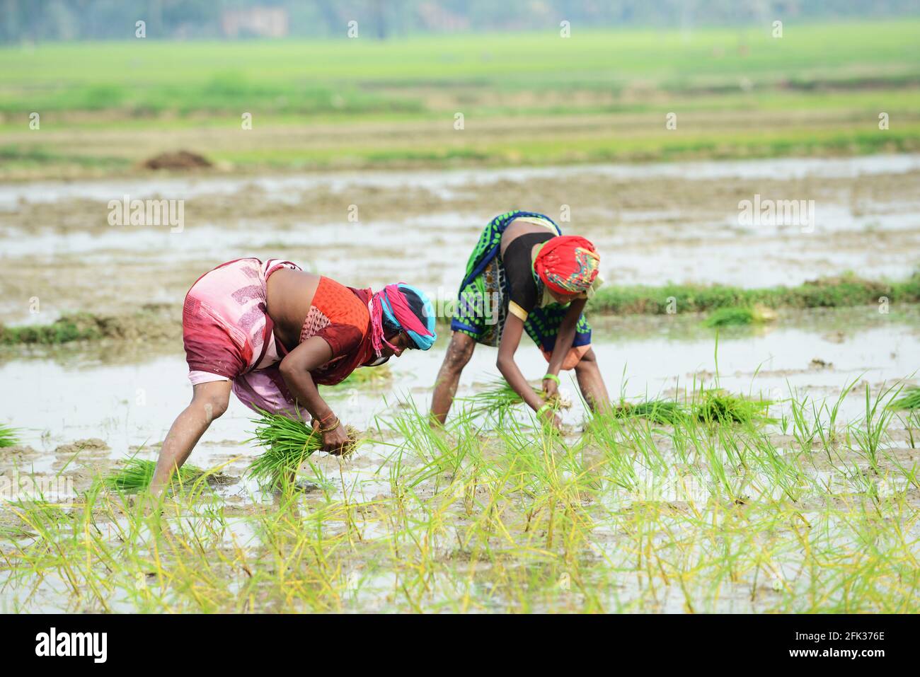 Indian women transplanting rice seedlings in a small farm in Uttar ...