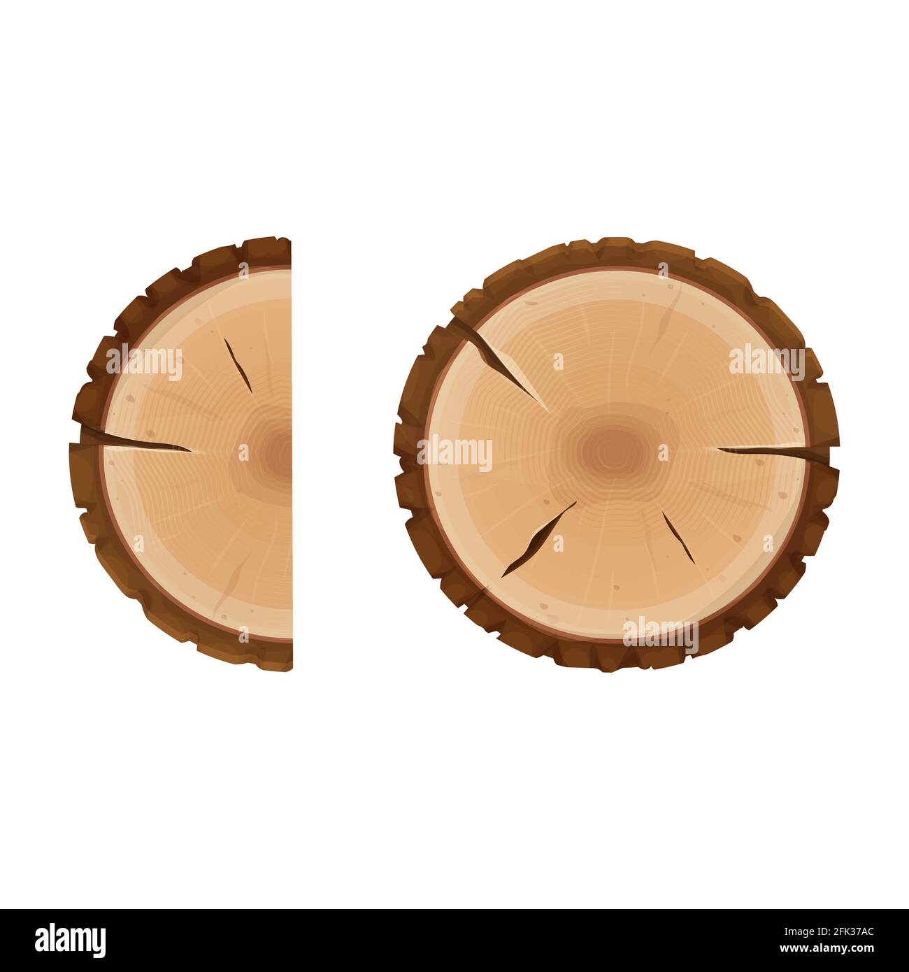 Cross section tree vector hi-res stock photography and images - Alamy