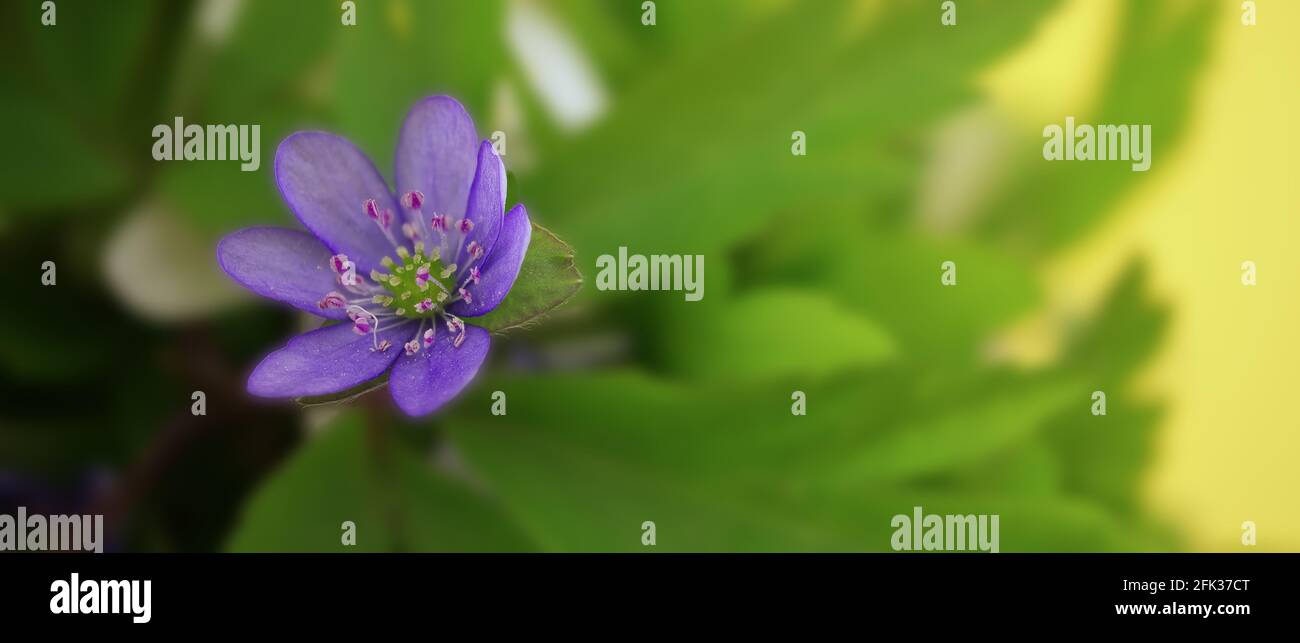 Blue Hepatica Nobilis in close-up, early blooming spring plants on ...