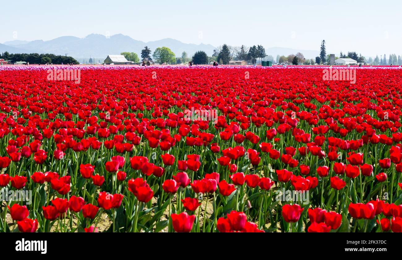 Tulip fields during Skagit Valley Tulip Festival in Washington state ...