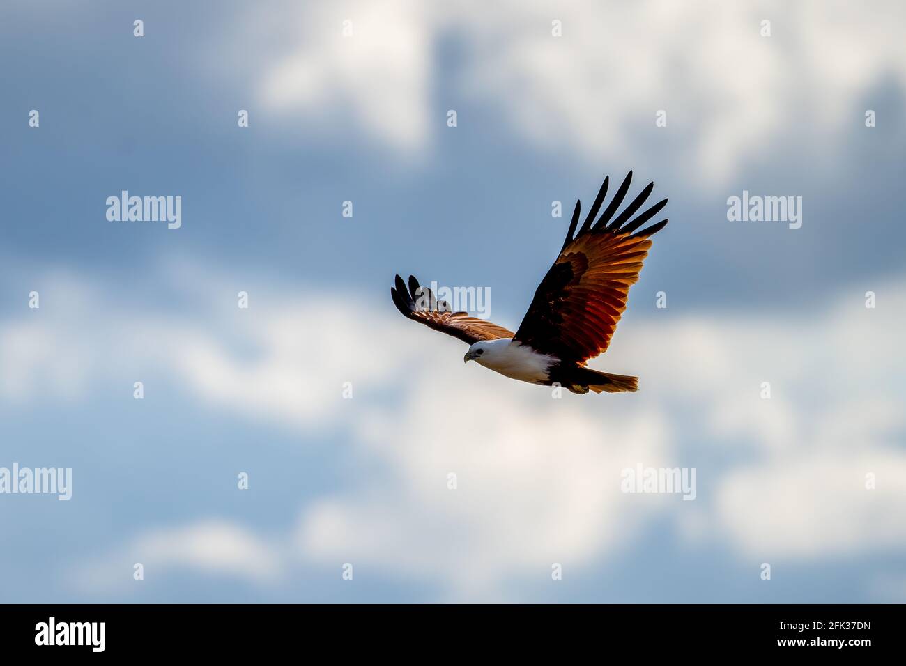 brahminy kite soaring with wings spread and against a cloudy sky Stock ...