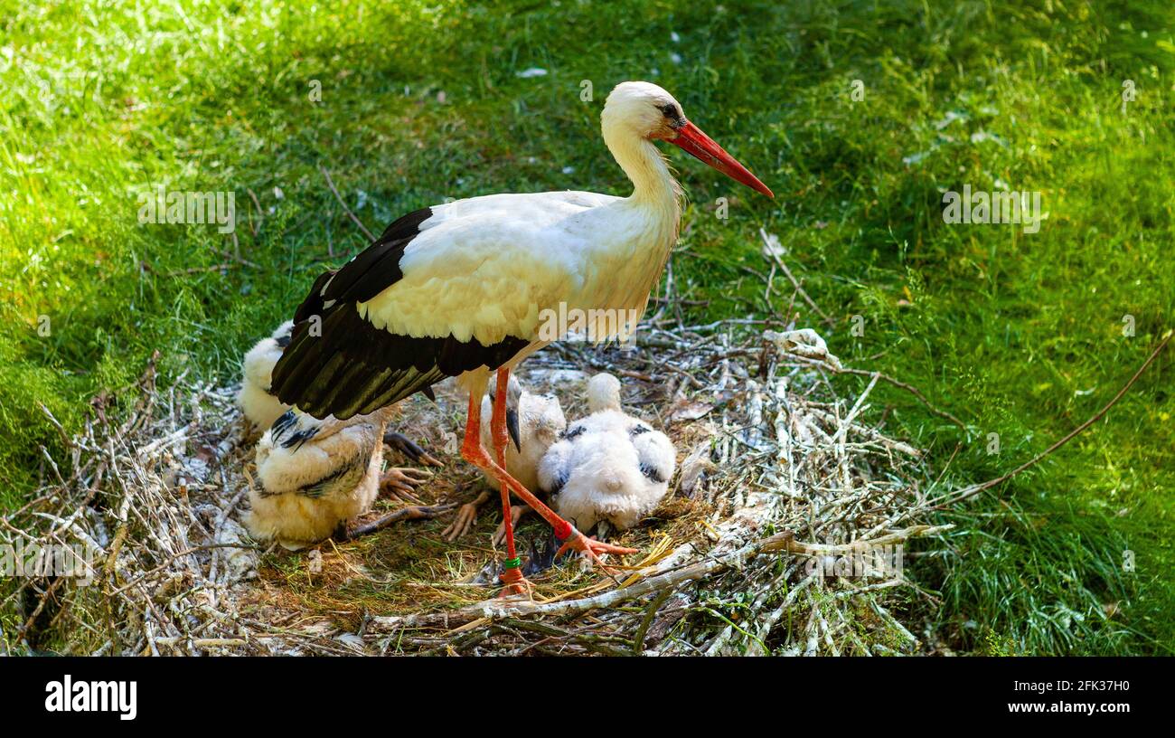 White stork bird - latin Ciconia Ciconia - with juvenile nestlings in ...