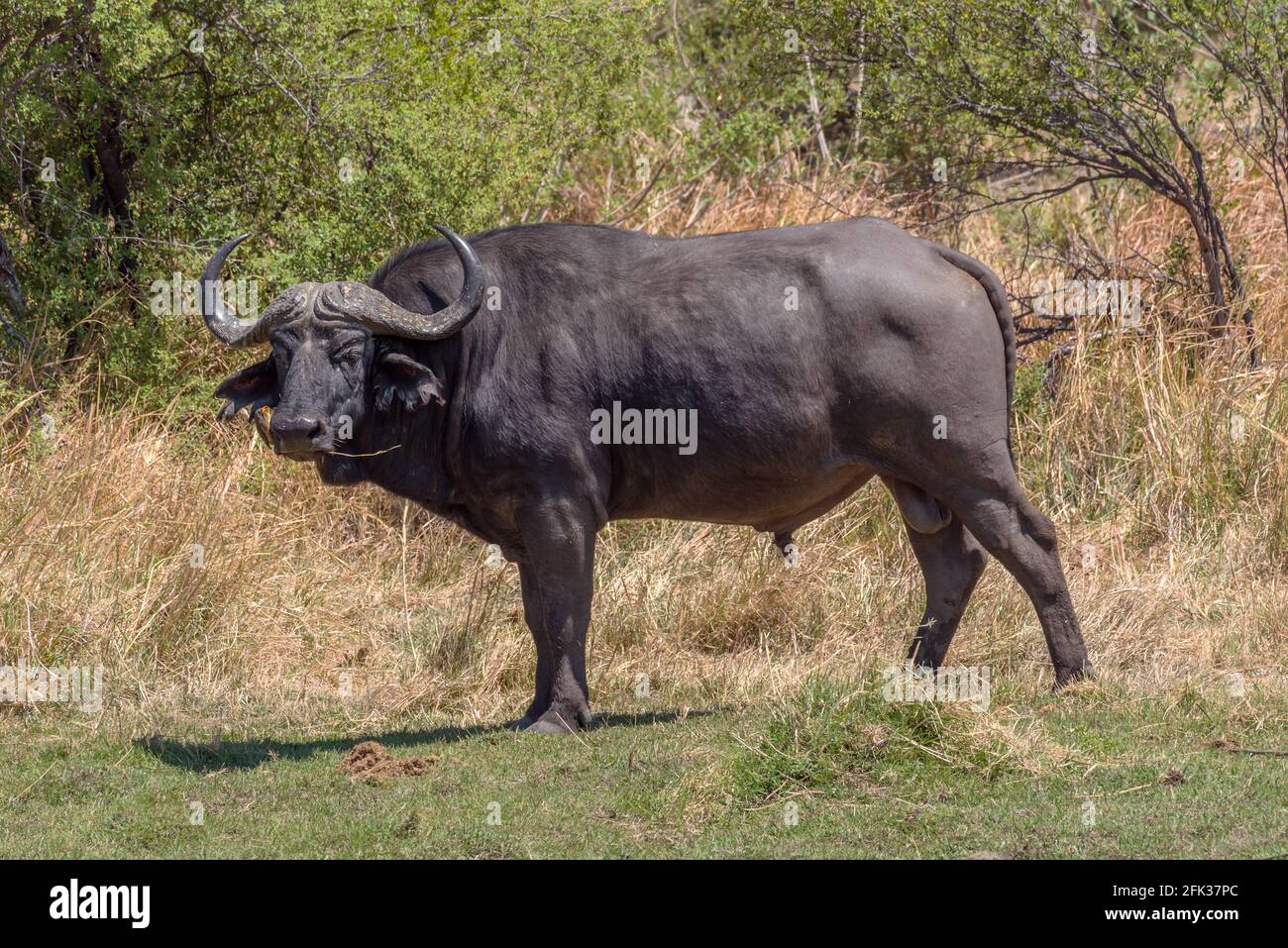 Male african buffalo african bull buffalo hi-res stock photography and ...
