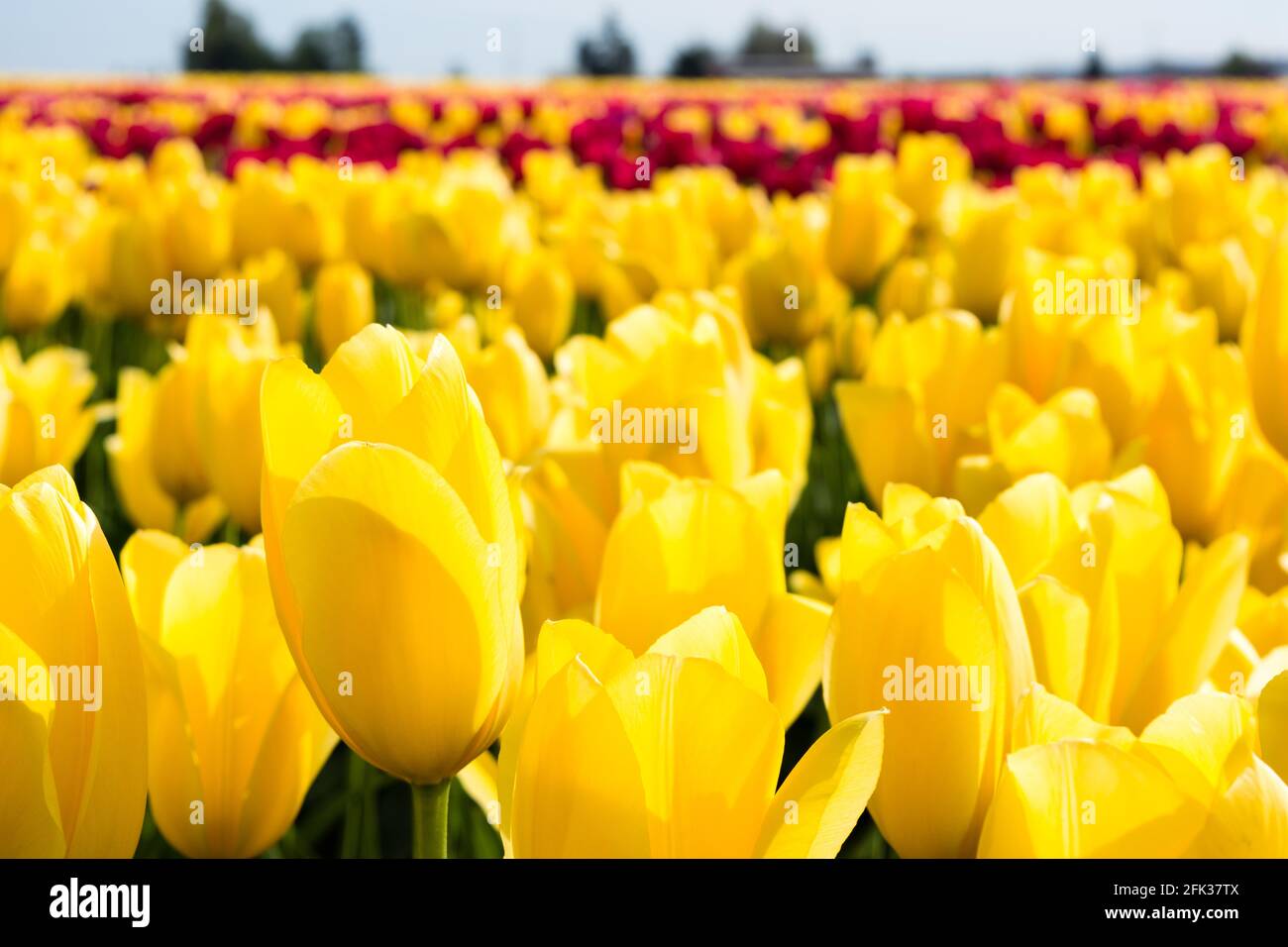 Rows of yellow and red tulips growing on fields in Washington state ...