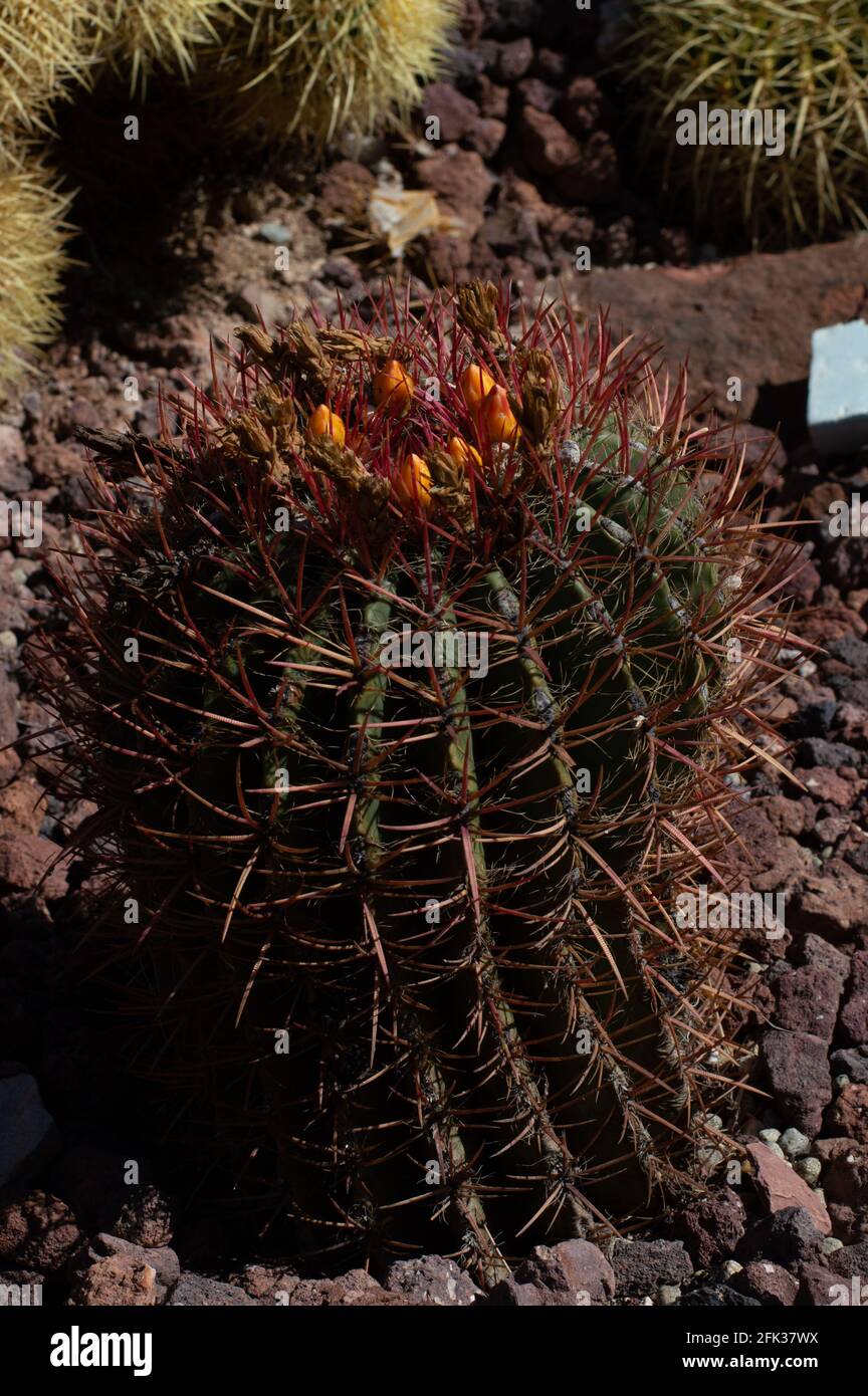 Closeup shot of red thorns Ferocactus plant with yellow flower buds ...