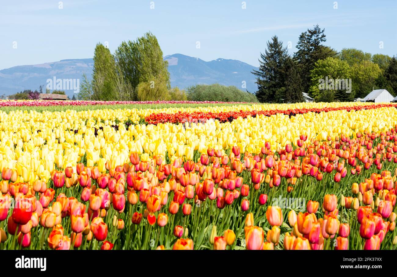 Tulip fields during Skagit Valley Tulip Festival in Washington state ...