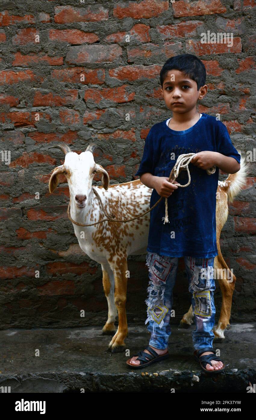 Indian boy with goat hi-res stock photography and images - Alamy