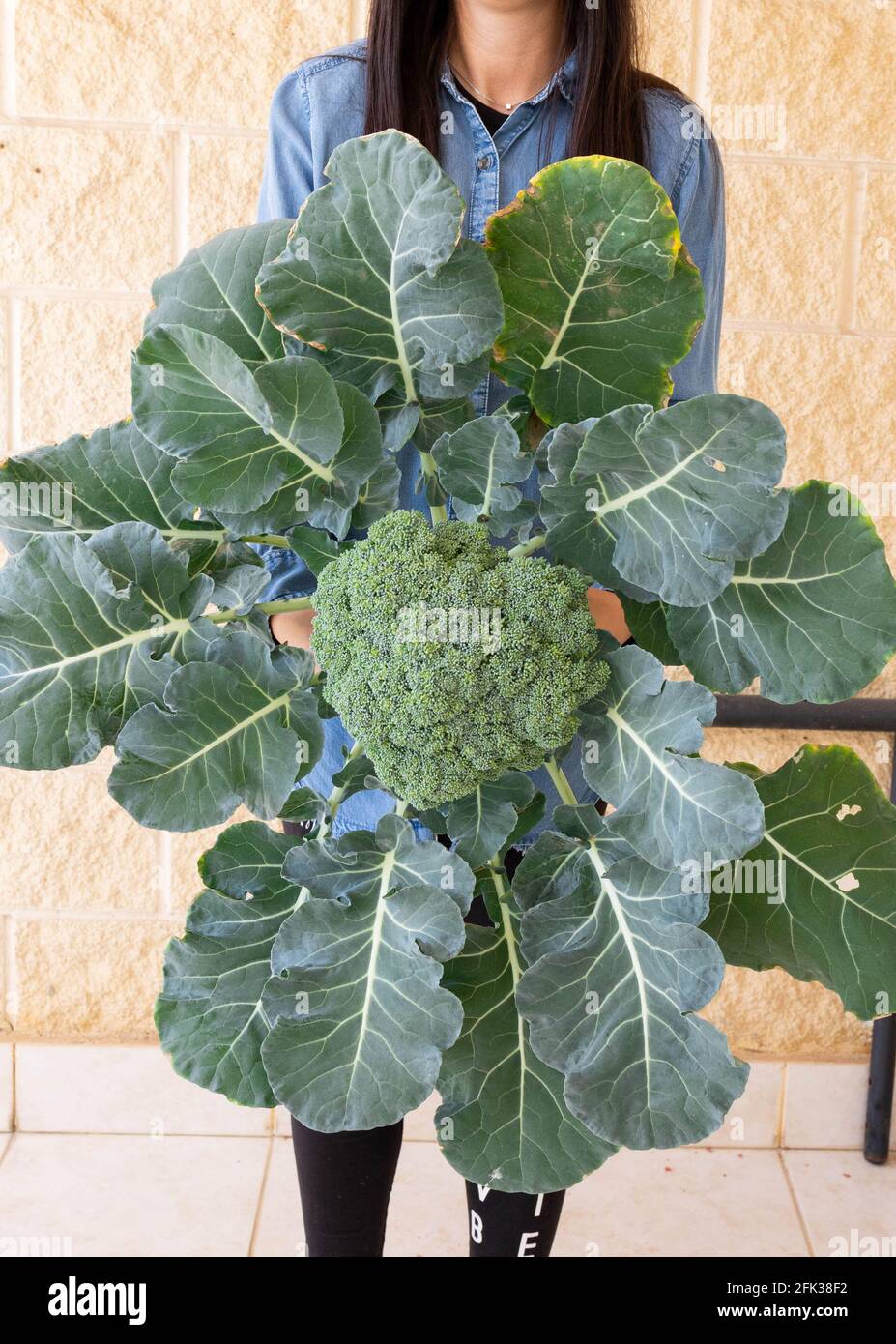 Closeup woman holding broccoli hi-res stock photography and images - Alamy