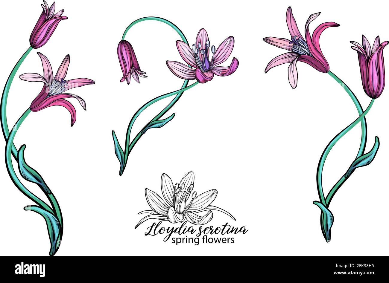 vector set of delicate spring flowers. Flowers. Spring flowers Stock ...