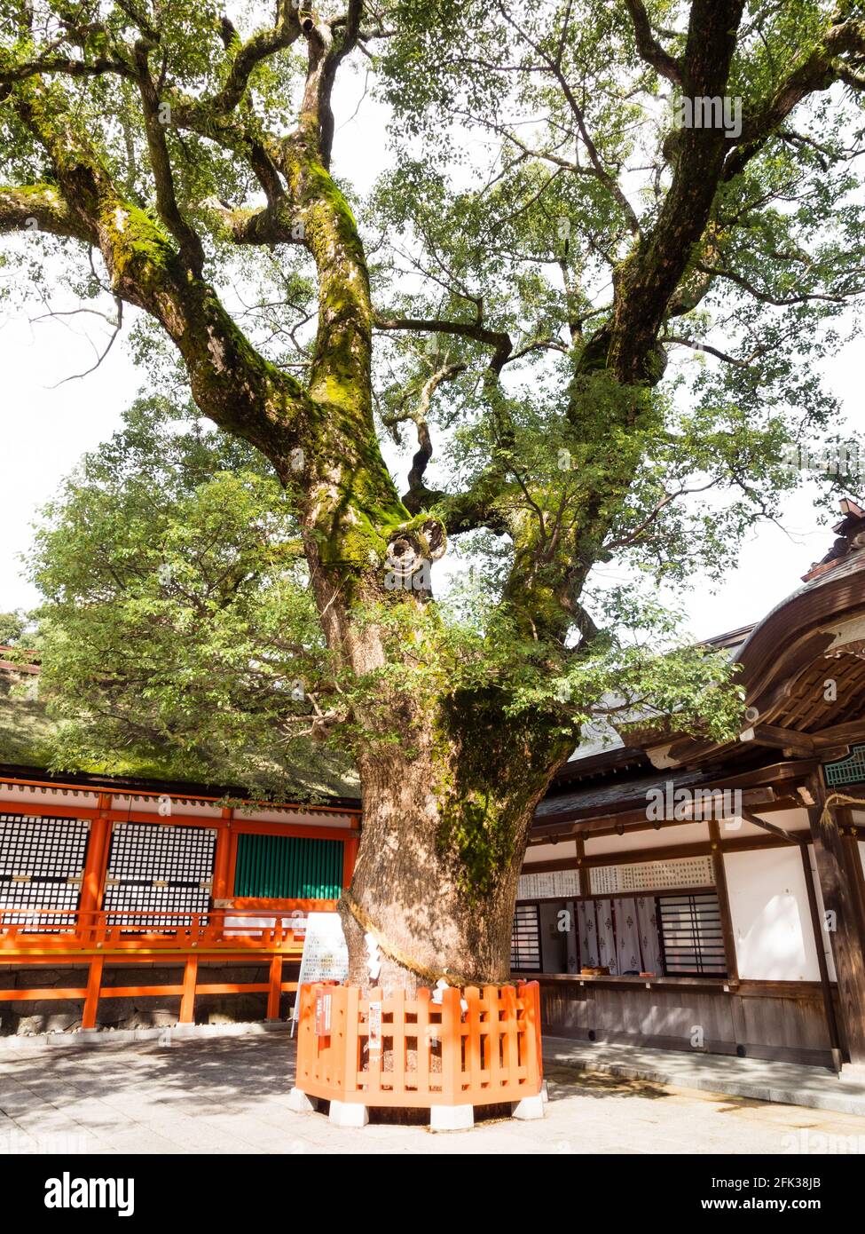Tree growing tree shrine hi-res stock photography and images - Alamy