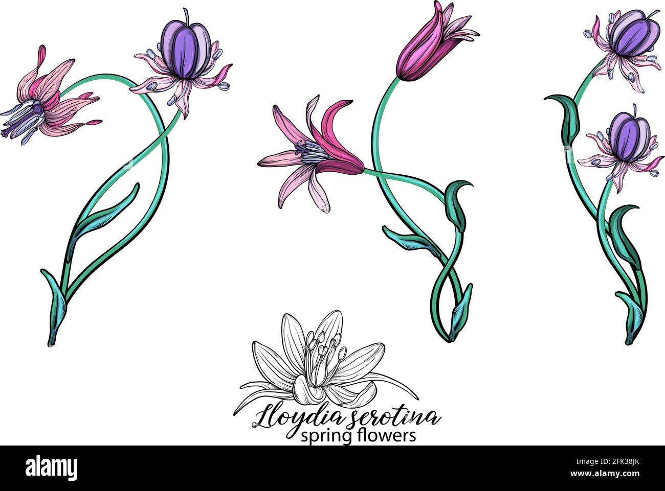 vector set of delicate spring flowers. Flowers. Spring flowers Stock ...