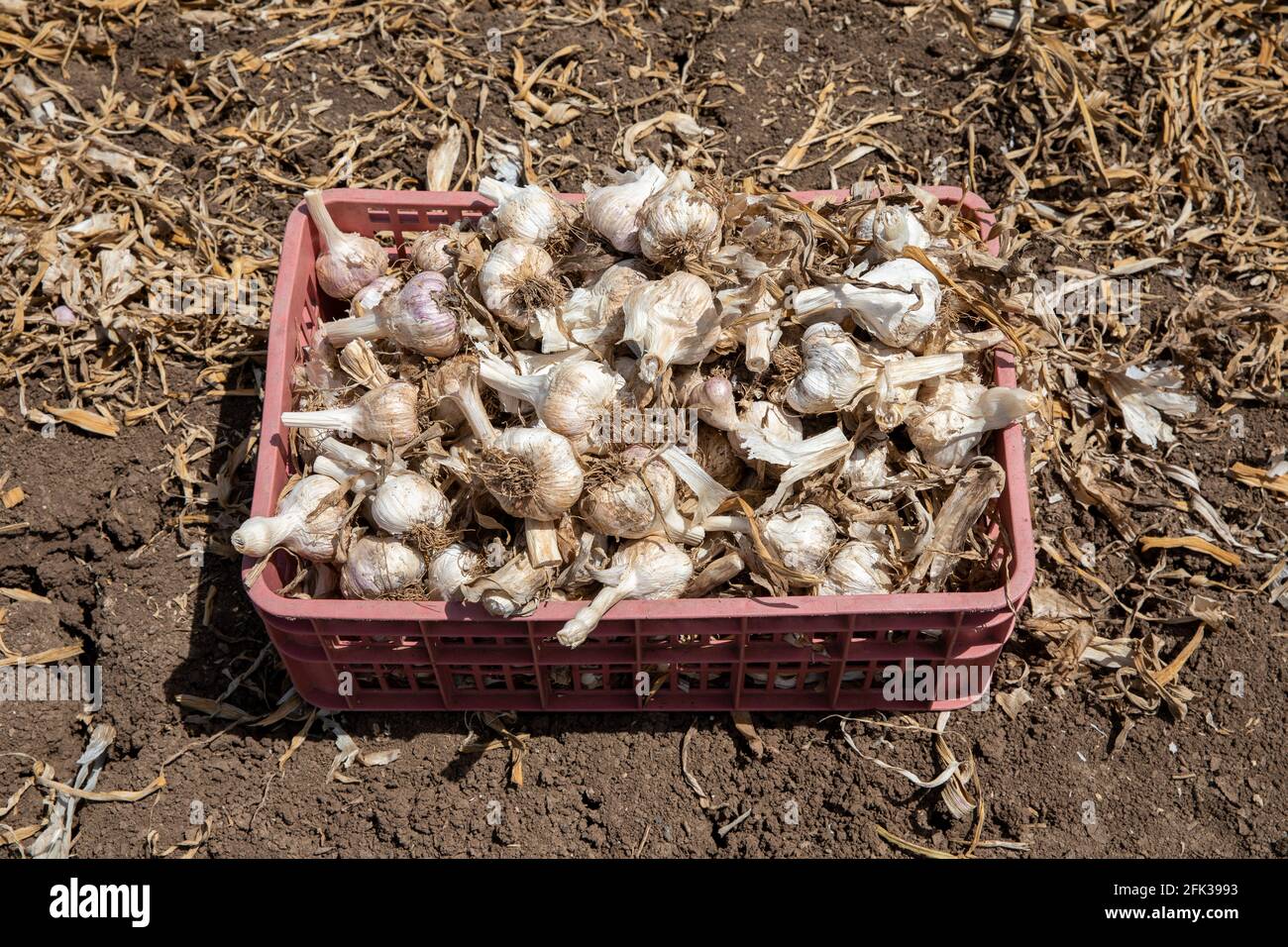 Garlic: Bunch of fresh garlic harvest on soil ground. Freshly dug heads ...